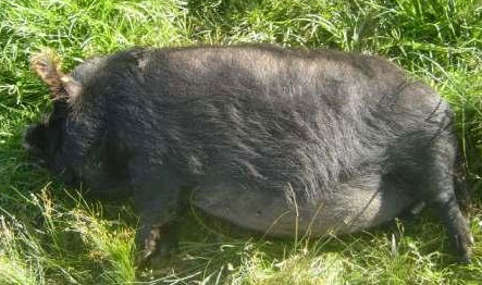 "Miniature" Kunekune Pigs - The New Zealand Kunekune Association