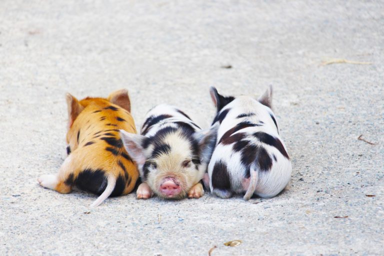 Kunekune Gallery - The New Zealand Kunekune Association